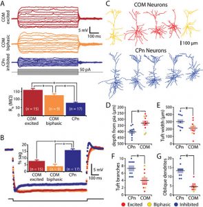 Selective serotonergic activation of callosal-projection neurons ...
